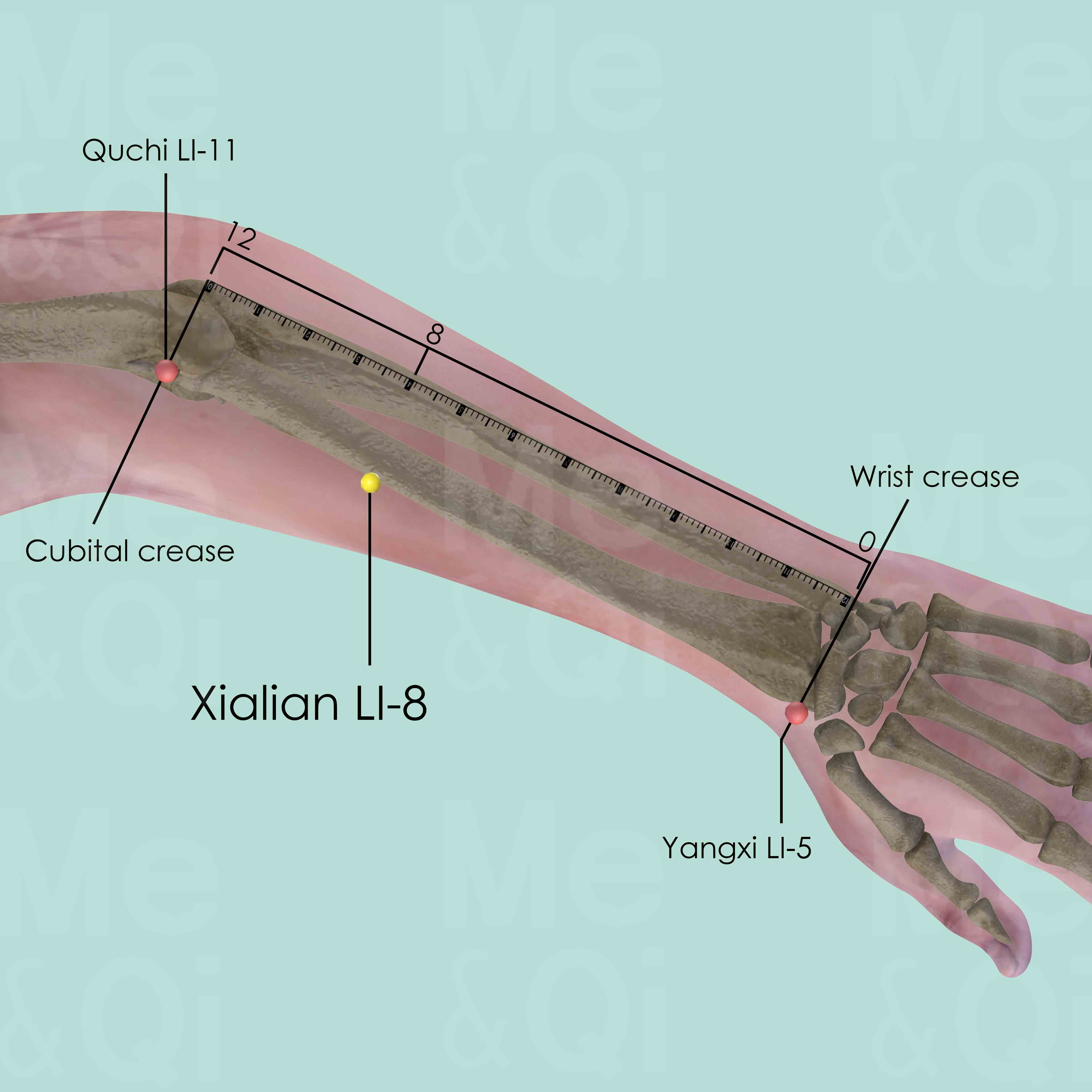 Xialian LI-8 - Acupuncture Point | Me & Qi