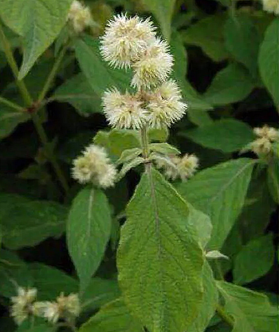 Chuan Niu Xi (Cyathula roots) - TCM Herb Information | Me & Qi