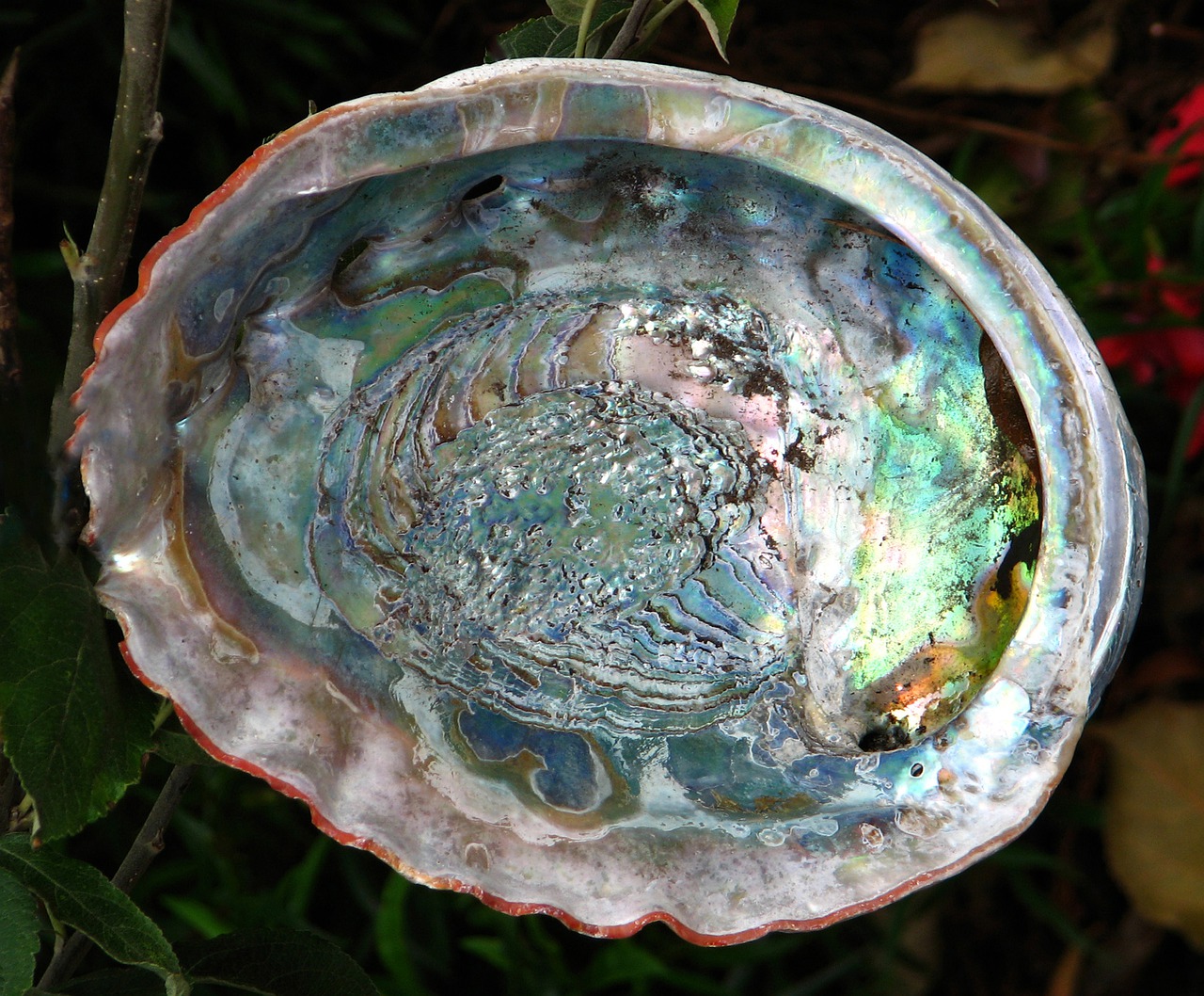 Shi Jue Ming (Abalone shells) - TCM Herb Information | Me & Qi