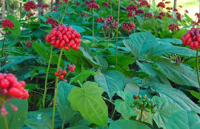 Xi Yang Shen (American ginseng) - TCM Herb Information | Me & Qi