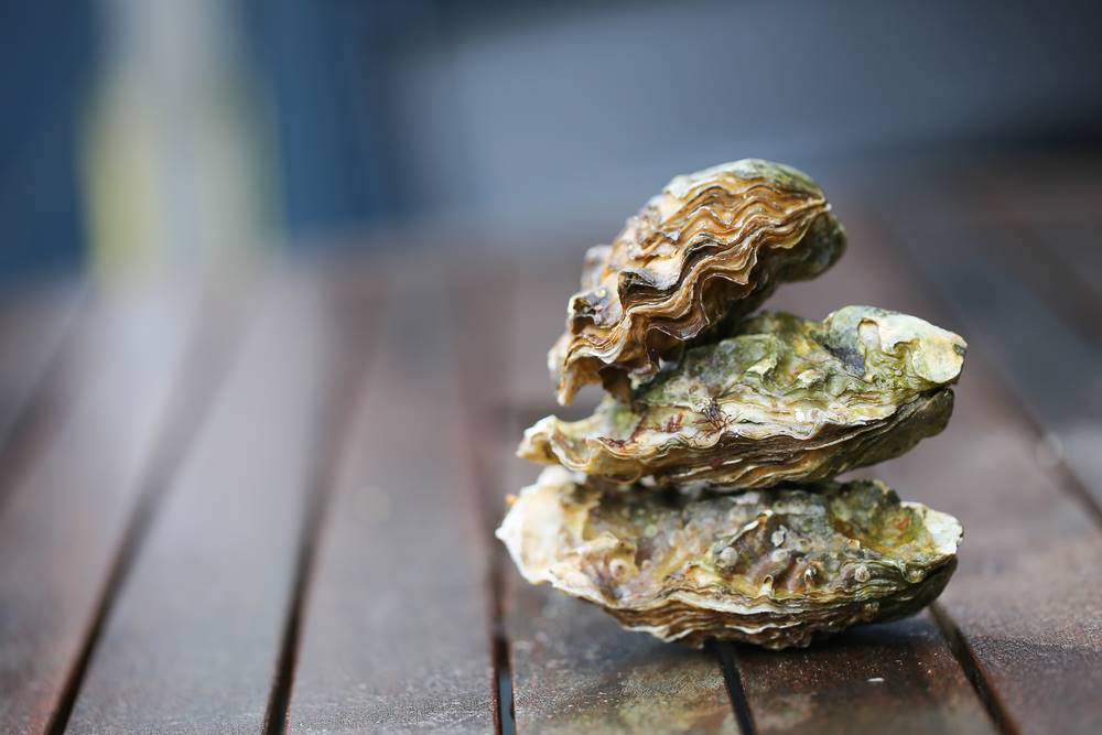 Mu Li ke (Oyster shells) - TCM Herb Information | Me & Qi