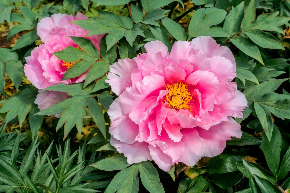 Mu Dan Pi (Mudan peony bark) - TCM Herb Information | Me & Qi