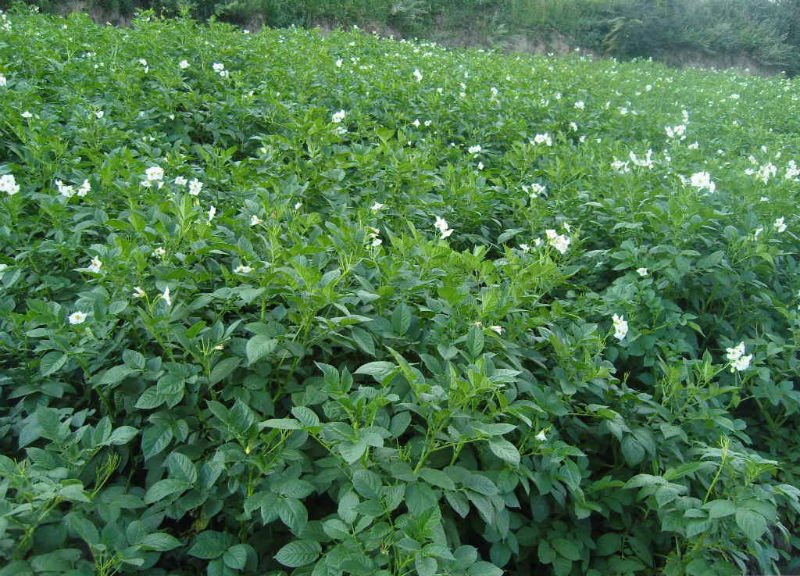 Qing Dai (Indigo Naturalis) - TCM Herb | Me & Qi