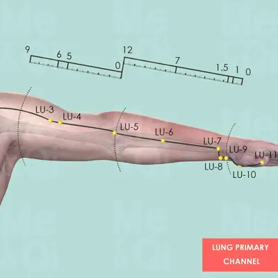 Lung Meridian - The Lung Channel of Hand Tai-Yin | Me & Qi