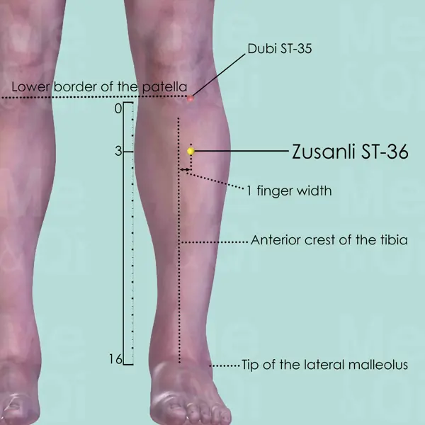 Zusanli ST-36 - Acupuncture Point | Me & Qi