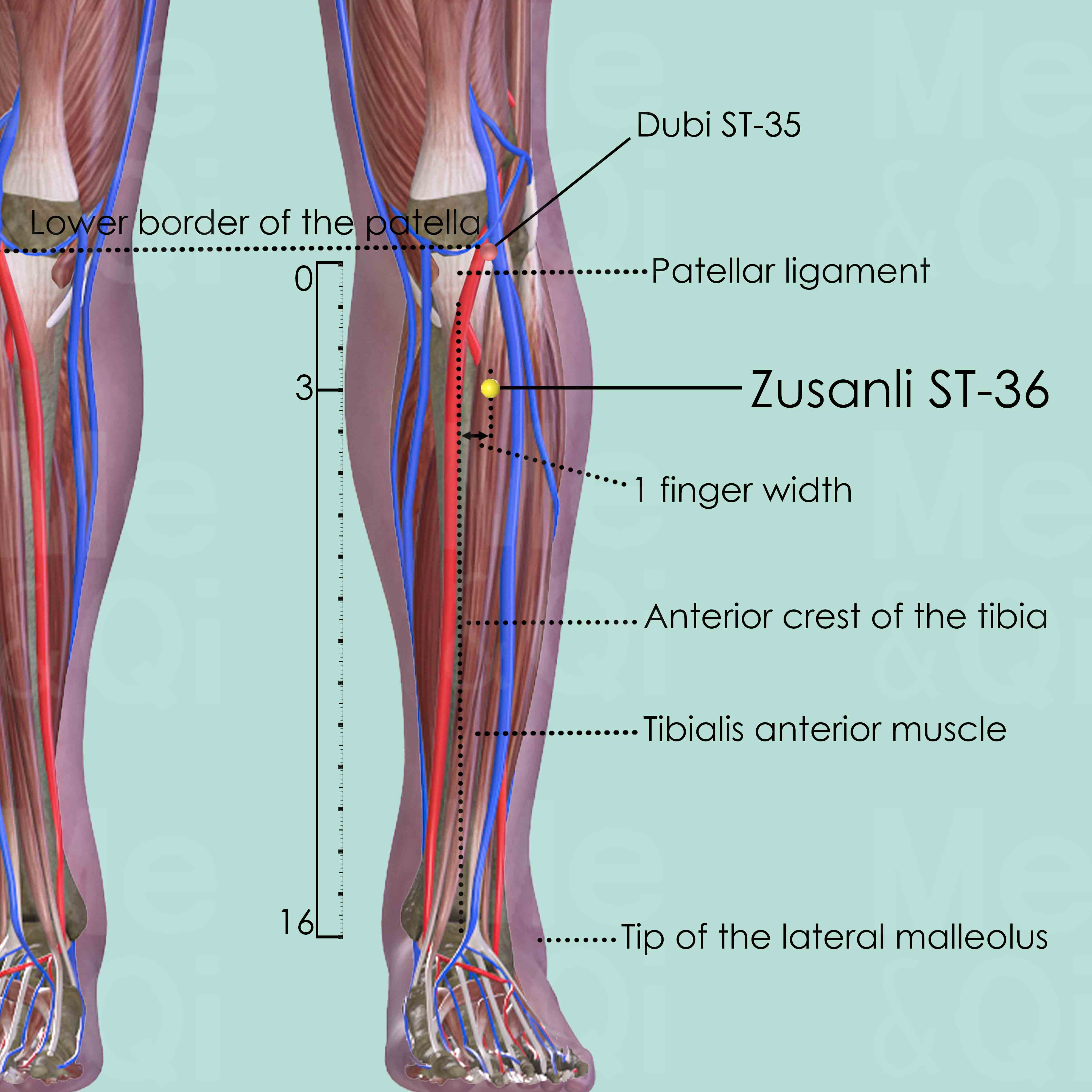 Zusanli ST-36 - Acupuncture Point | Me & Qi