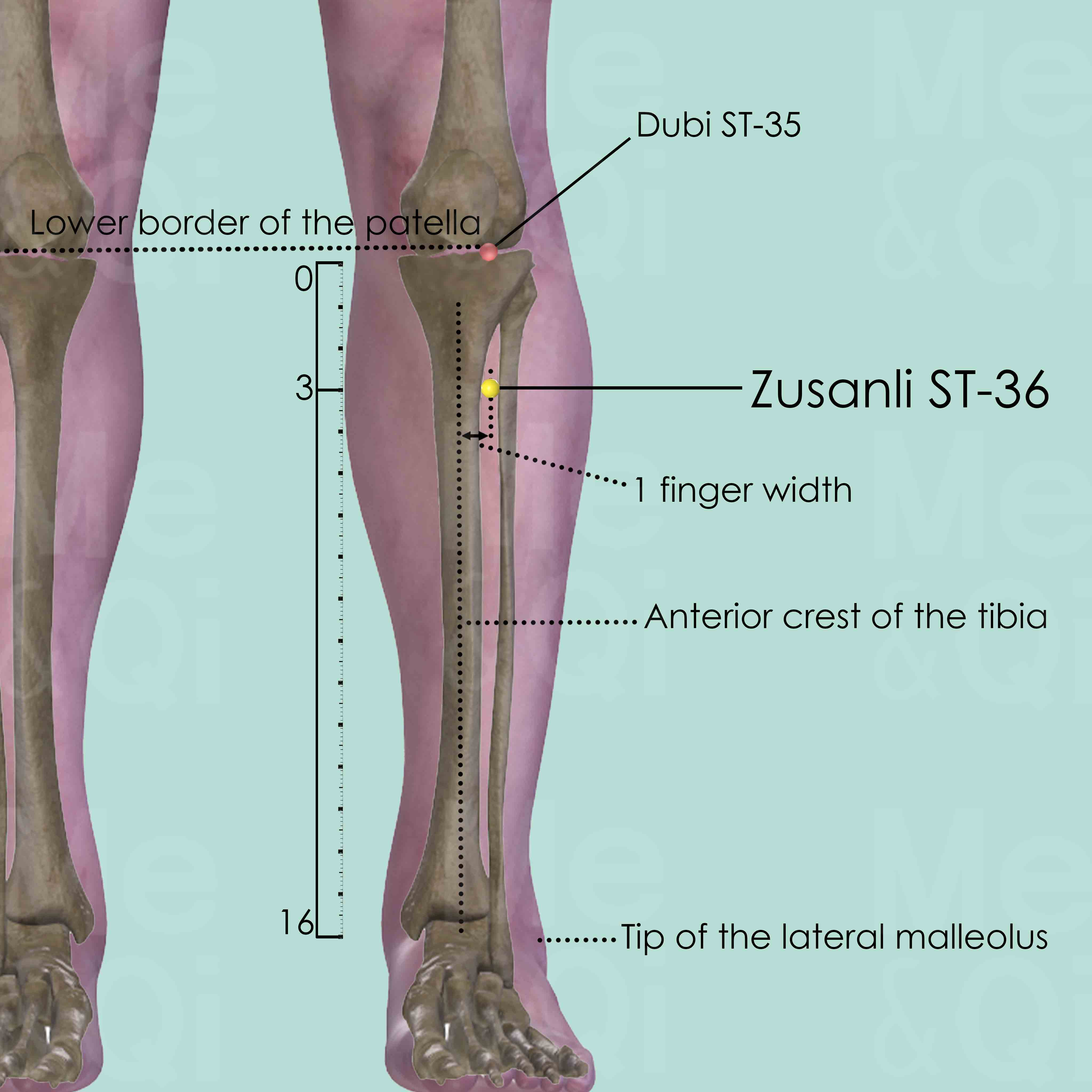 Zusanli ST-36 - Acupuncture Point | Me & Qi