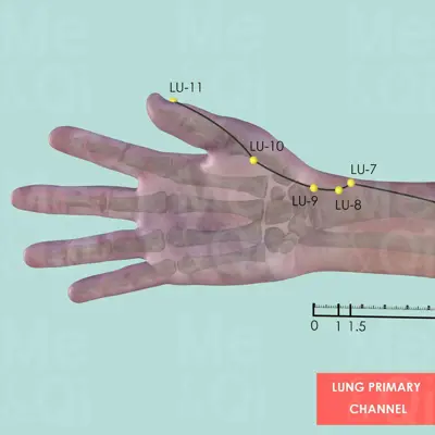 Lung Meridian - The Lung Channel of Hand Tai-Yin | Me & Qi
