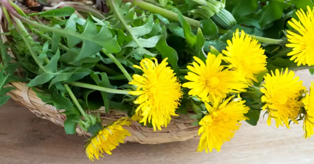 Dandelion Breastfeeding According To Chinese Medicine | Me & Qi Blog