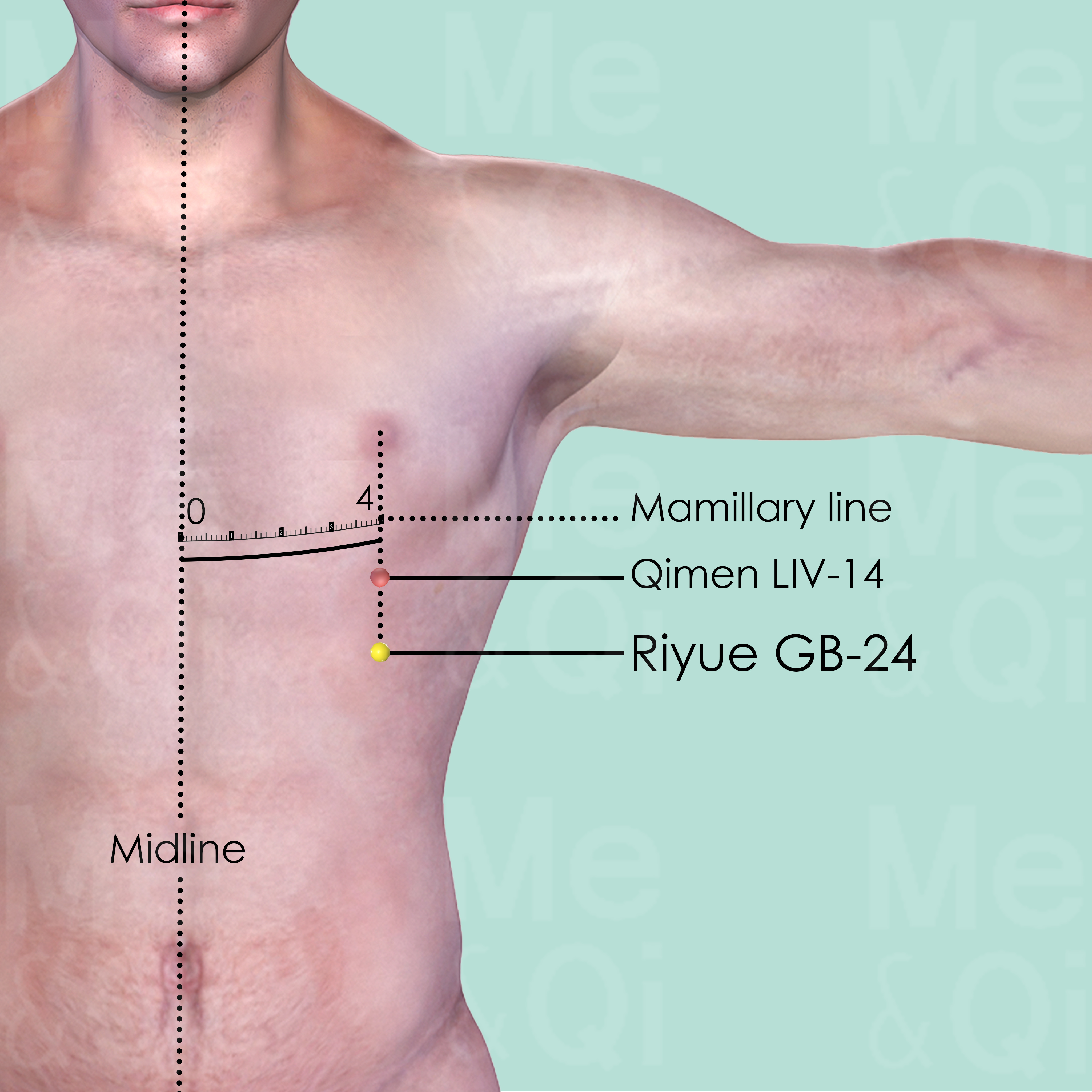 Riyue GB-24 - Acupuncture Point | Me & Qi