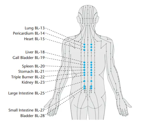 Back-Transportation (Shu) Points | Me & Qi Blog