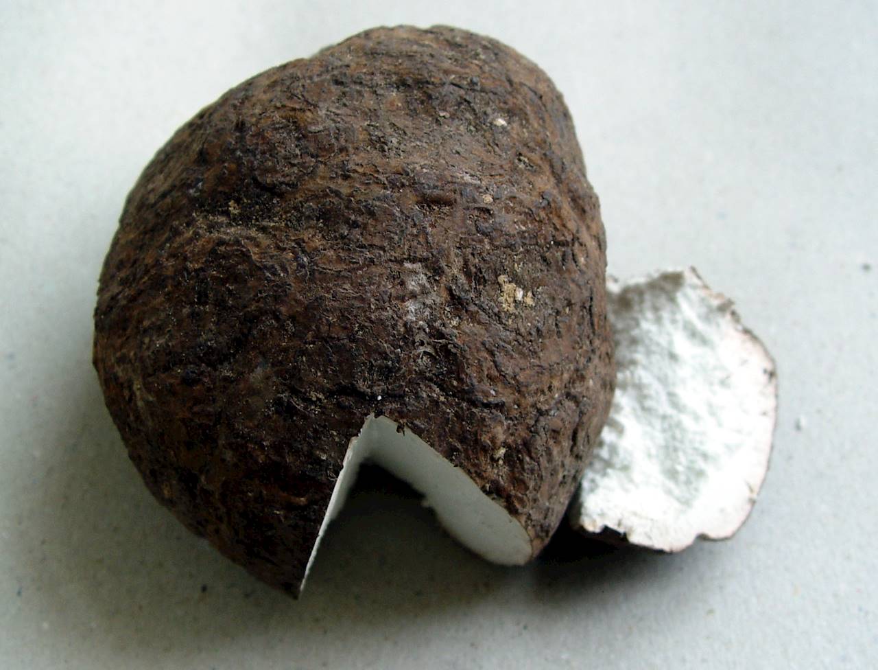 Fu Ling (Poria-cocos mushrooms) - TCM Herb Information | Me & Qi