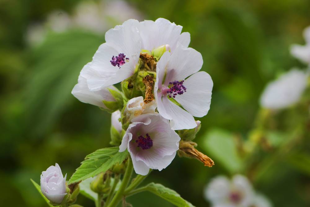 Yao Shu Kui (Marshmallow root) - TCM Herb Information | Me & Qi