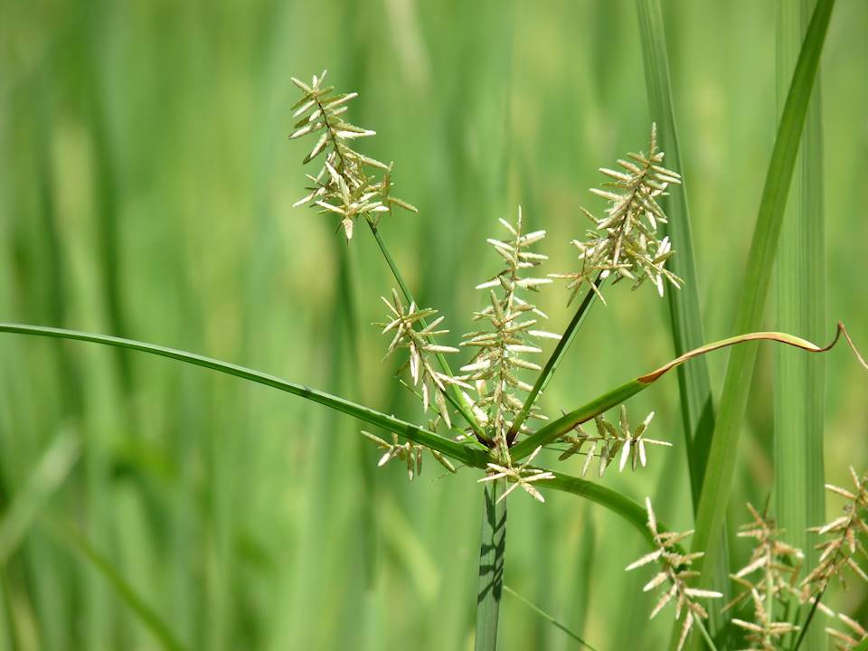 Xiang Fu (Coco-grass rhizomes) - TCM Herb Information | Me & Qi