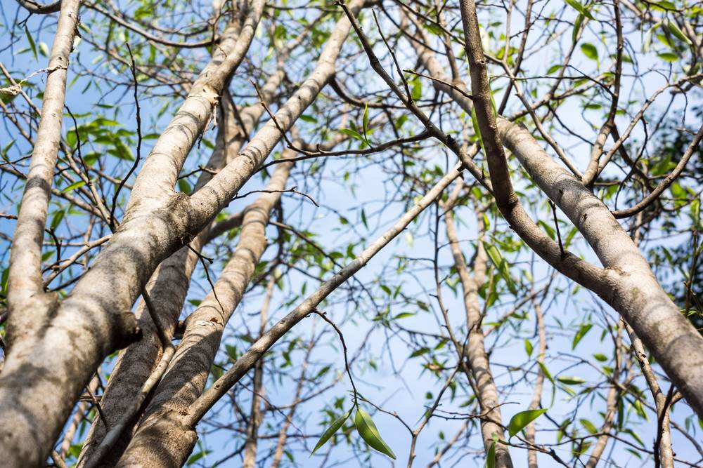 Chen Xiang (Agarwood) - TCM Herb Information | Me & Qi