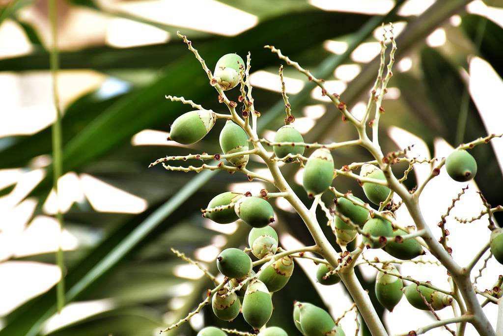 Bing Lang (Areca nuts) - TCM Herb Information | Me & Qi