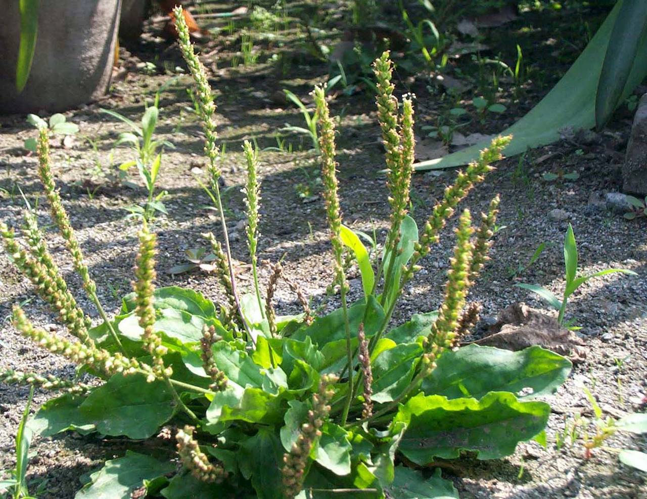 Che Qian Zi (Plantain seeds) - TCM Herb Information | Me & Qi