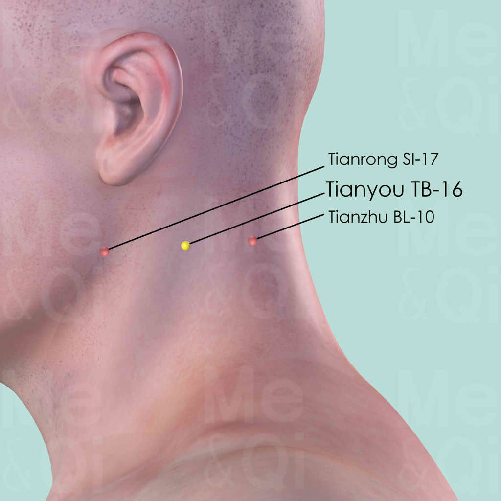Tianyou SJ-16 - Acupuncture Point | Me & Qi