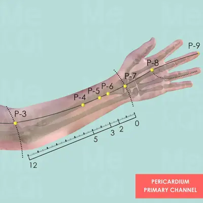 Pericardium Meridian - The Pericardium Channel of Hand Jue-Yin | Me & Qi