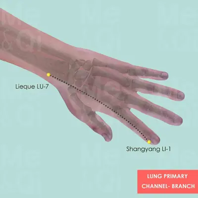 Lung Meridian - The Lung Channel of Hand Tai-Yin | Me & Qi
