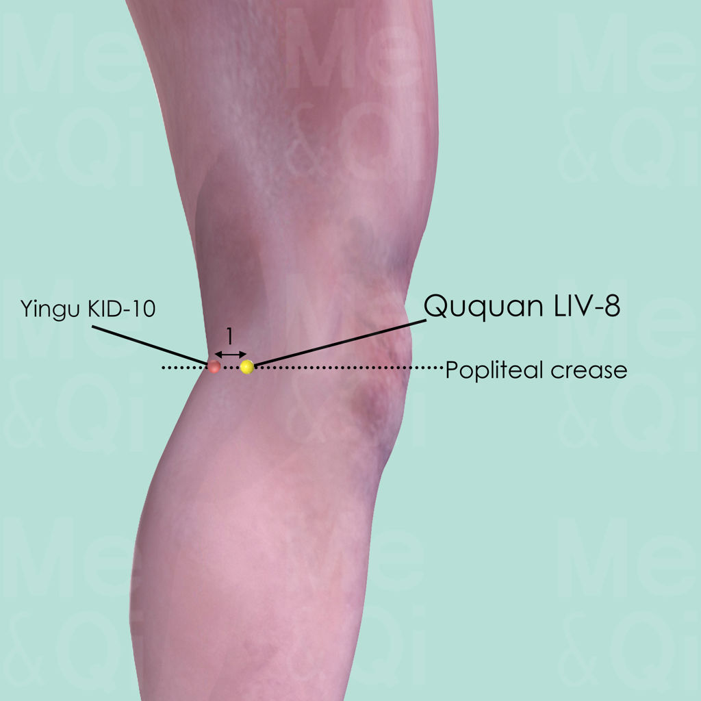 Ququan LR-8 - Acupuncture Point | Me & Qi