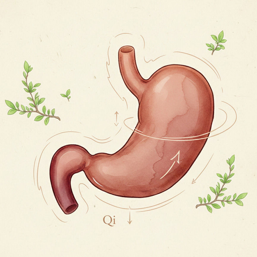 Stomach - Zang-Fu Organ in TCM | Me & Qi