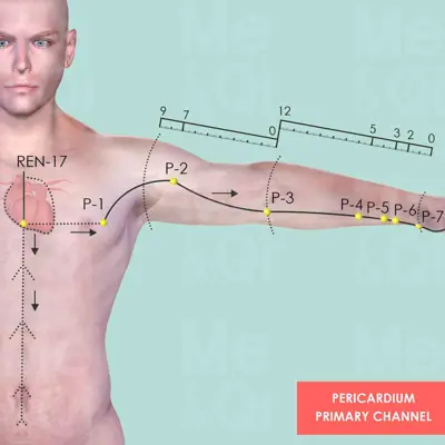 Pericardium Meridian - The Pericardium Channel of Hand Jue-Yin | Me & Qi
